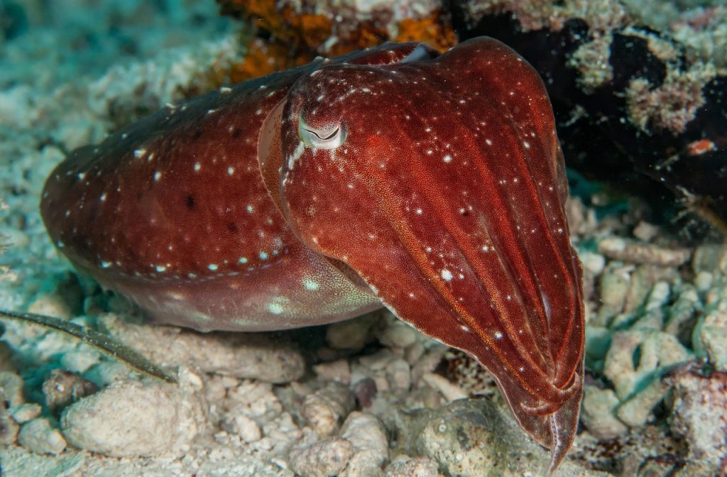 7 Ways This Creature Changes Color Faster Than a Blink ...