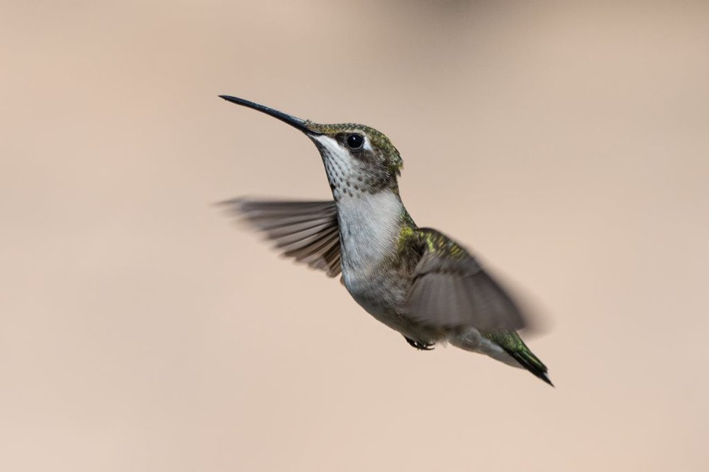 Winter Hummingbird Feeders: 7 Ways They Can Backfire Fast ...