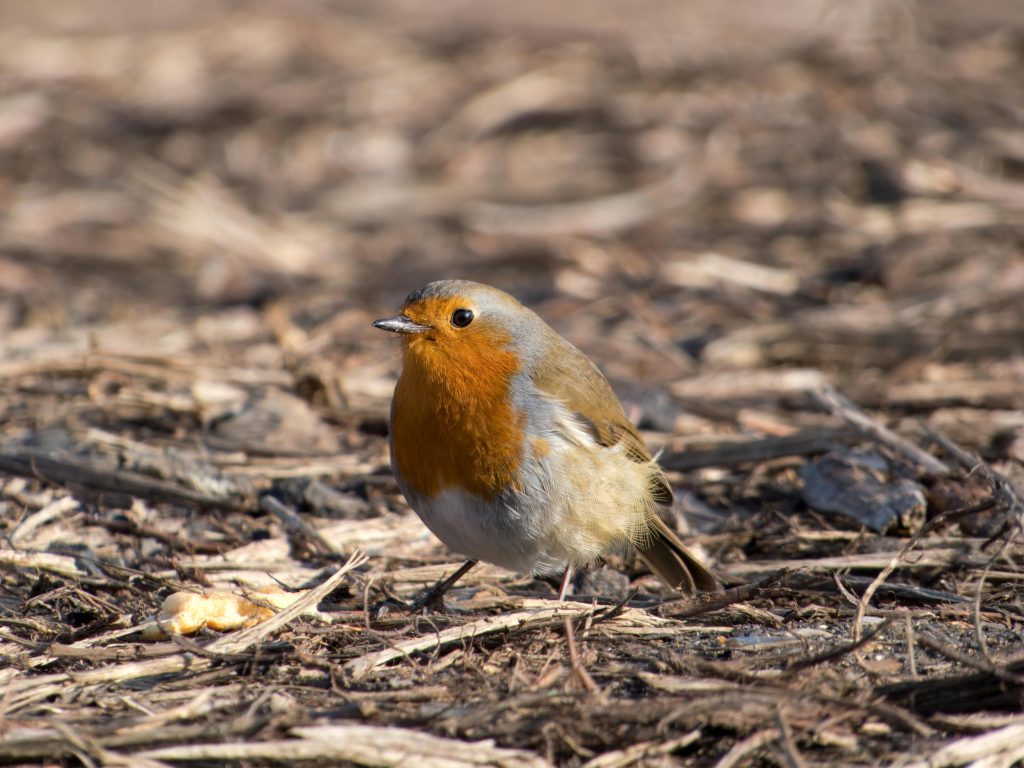 Robins Keep Skipping Your Yard? 9 Fixes That Make Them Stay All Year ...