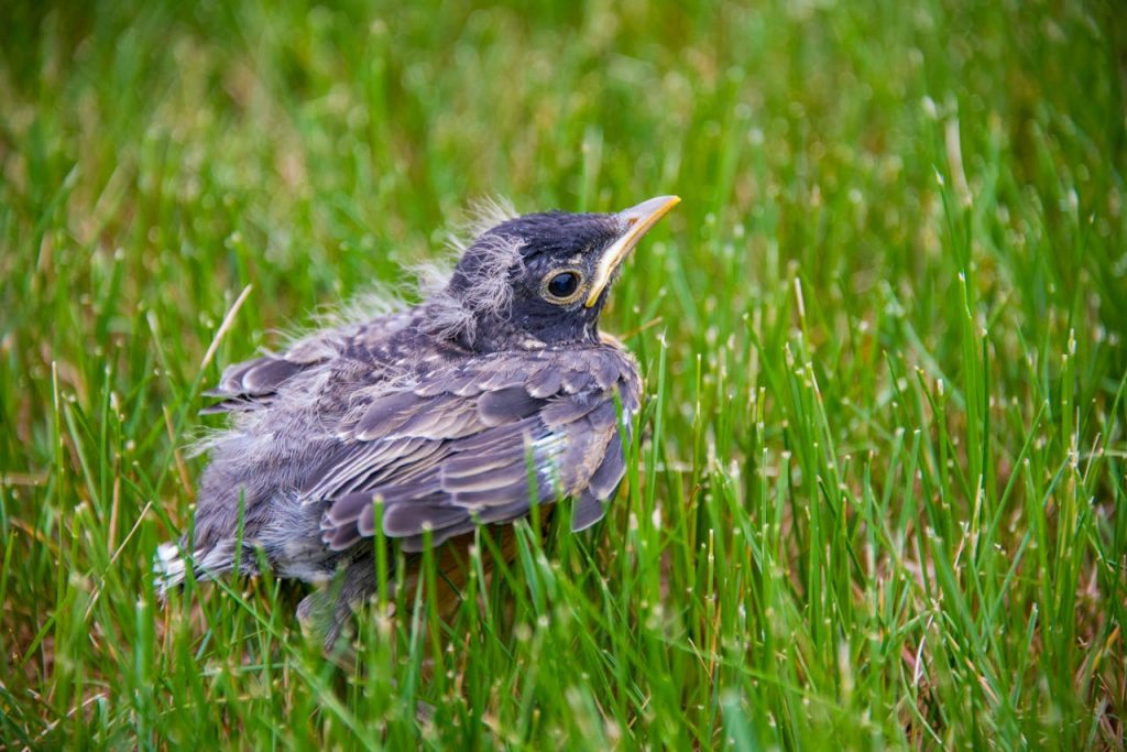 Robins Keep Skipping Your Yard? 9 Fixes That Make Them Stay All Year ...