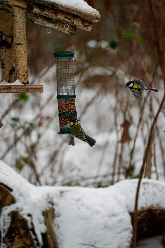 Experts Warn 7 Winter Feeding Mistakes That Can Hurt Backyard Birds ...